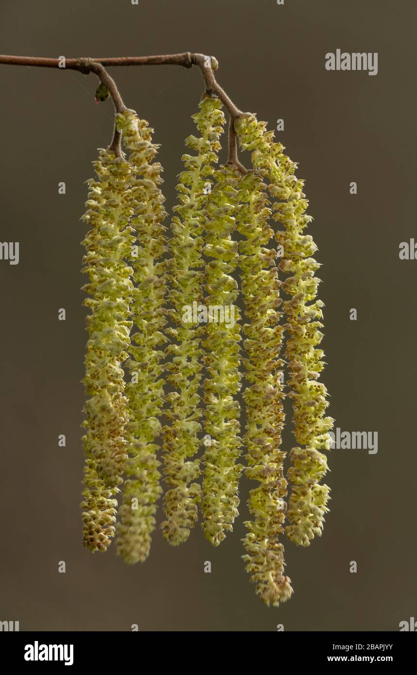 Catkins shrub hi-res stock photography and images - Alamy
