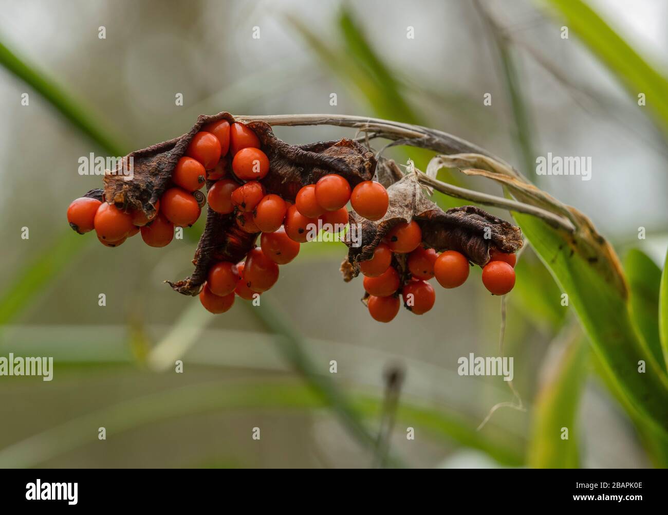 Iris foetidissima winter hi-res stock photography and images - Alamy