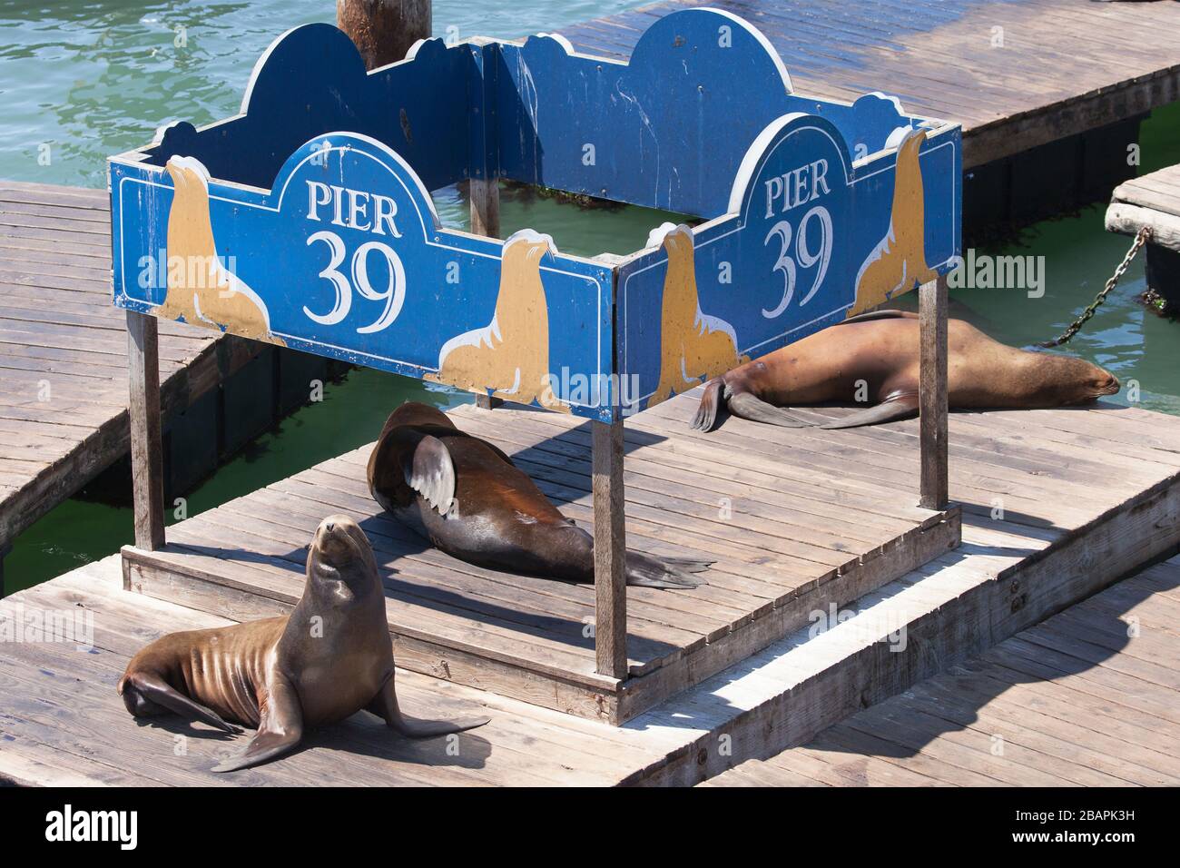 Fishermans wharf animals hi-res stock photography and images - Alamy