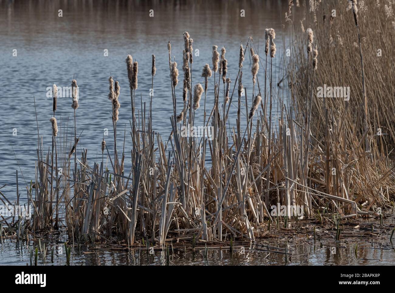 Clump of Common Bulrush, Typha latifolia, in seed, in shallow lake ...