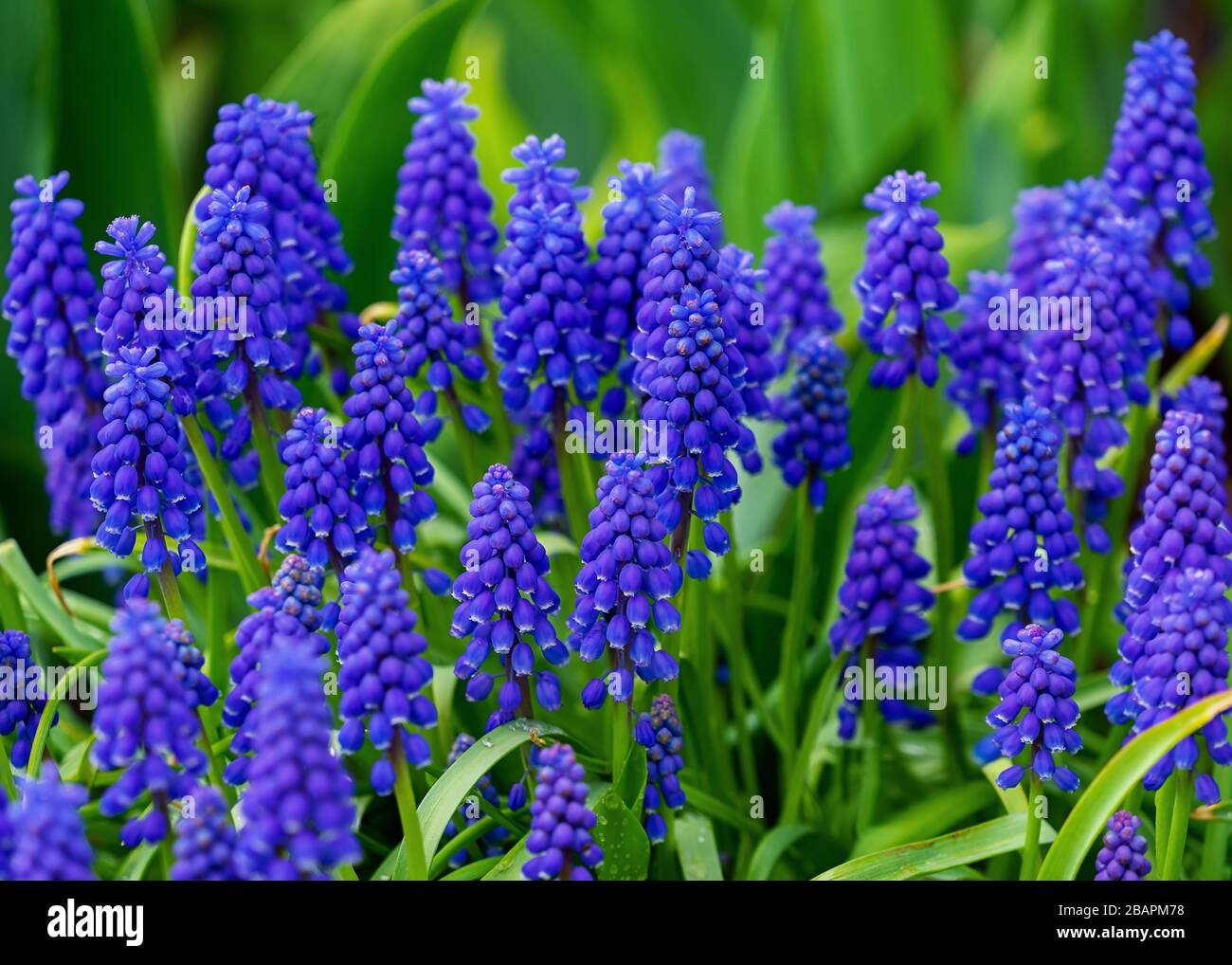 Closeup pretty blue grape hi-res stock photography and images - Alamy
