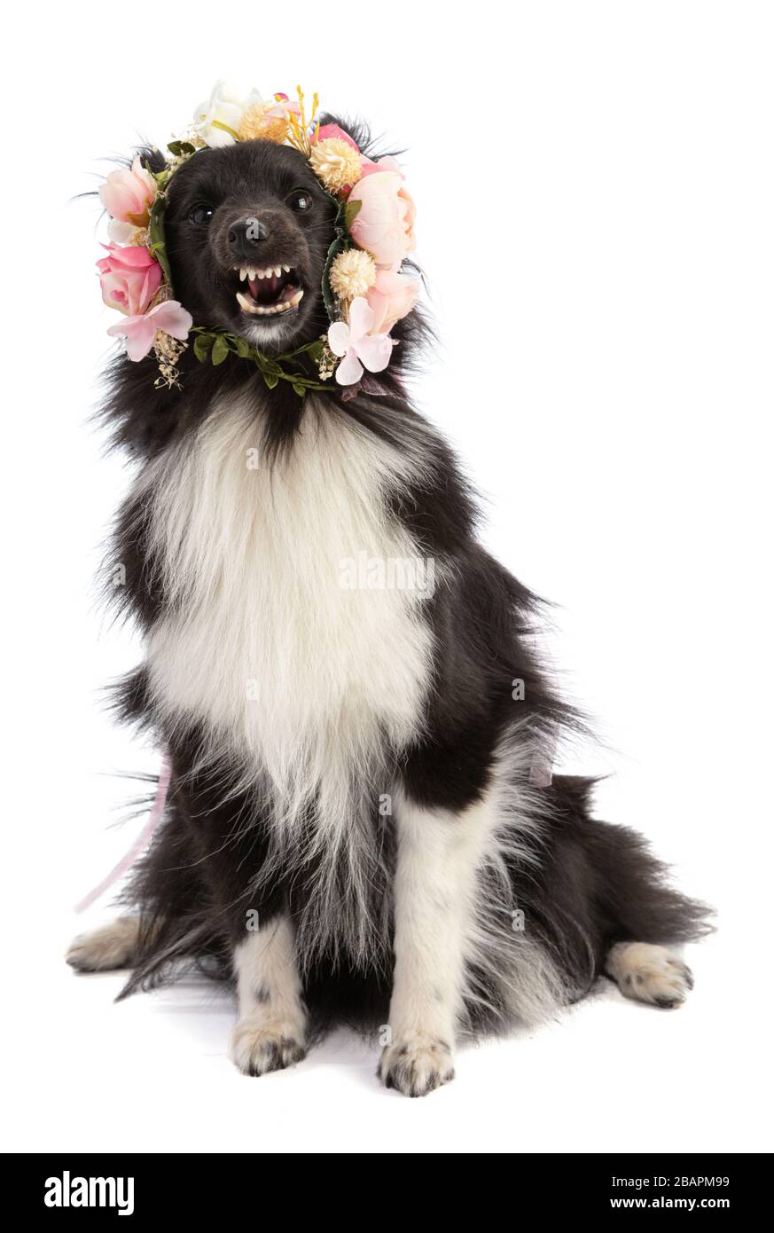 Black and white Shetland Sheepdog with flowers shows his teeth on a ...