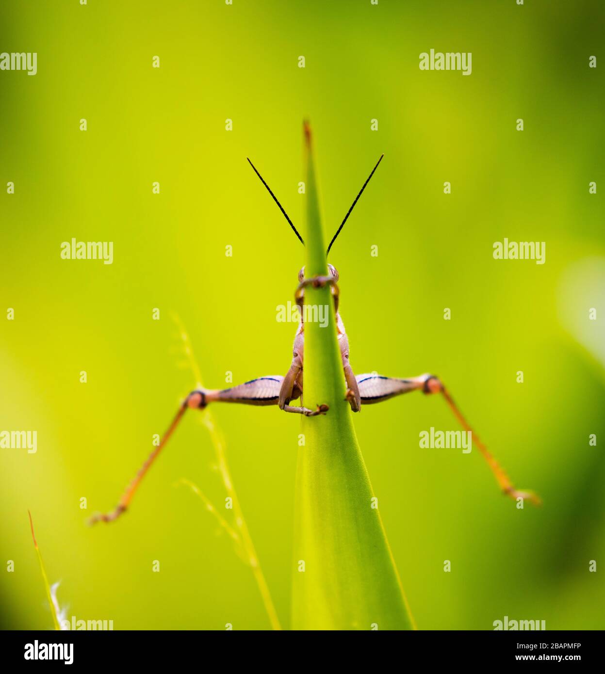 Valanga come hi-res stock photography and images - Alamy
