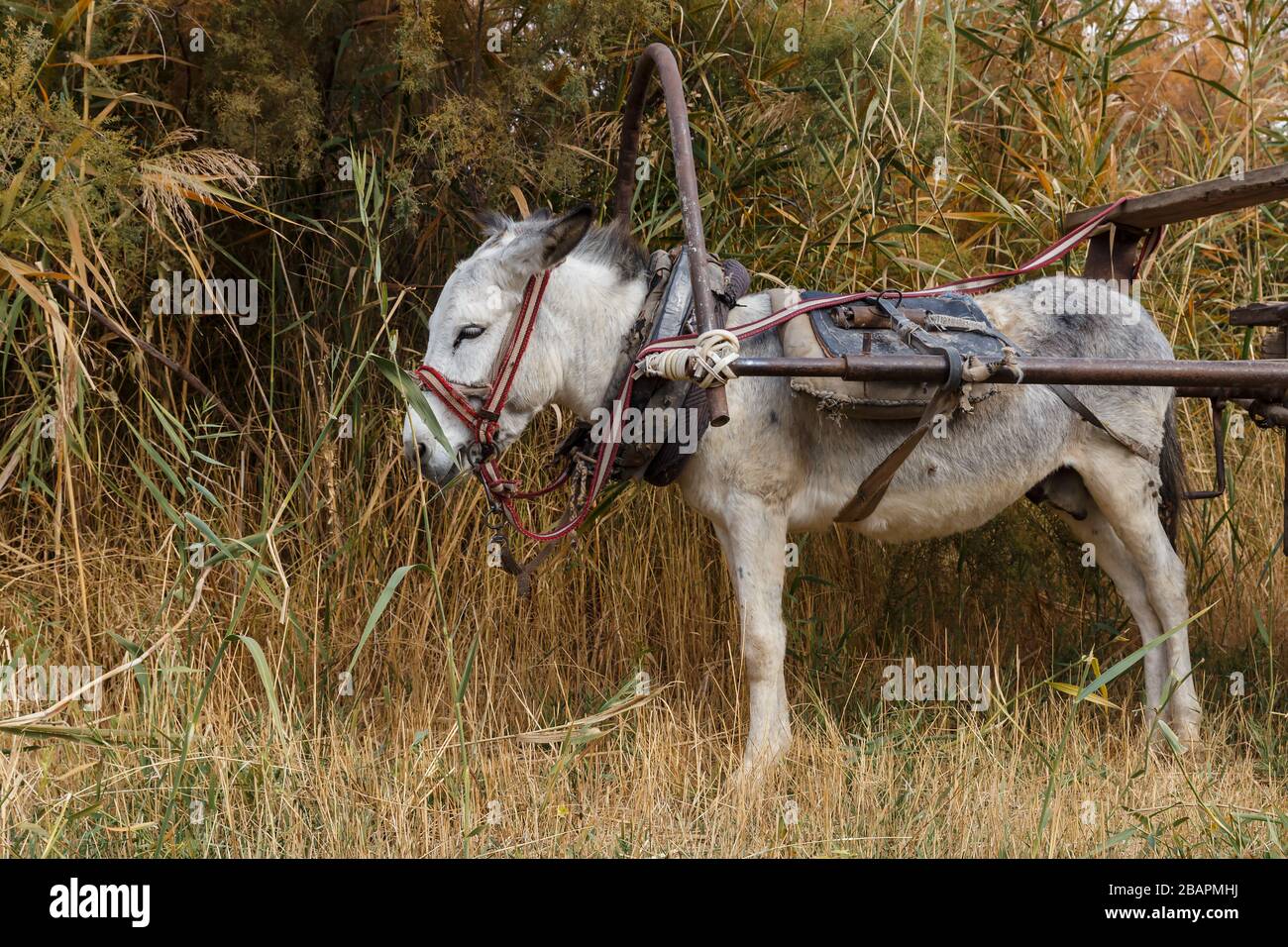 Donkey Carriage High Resolution Stock Photography and Images - Alamy