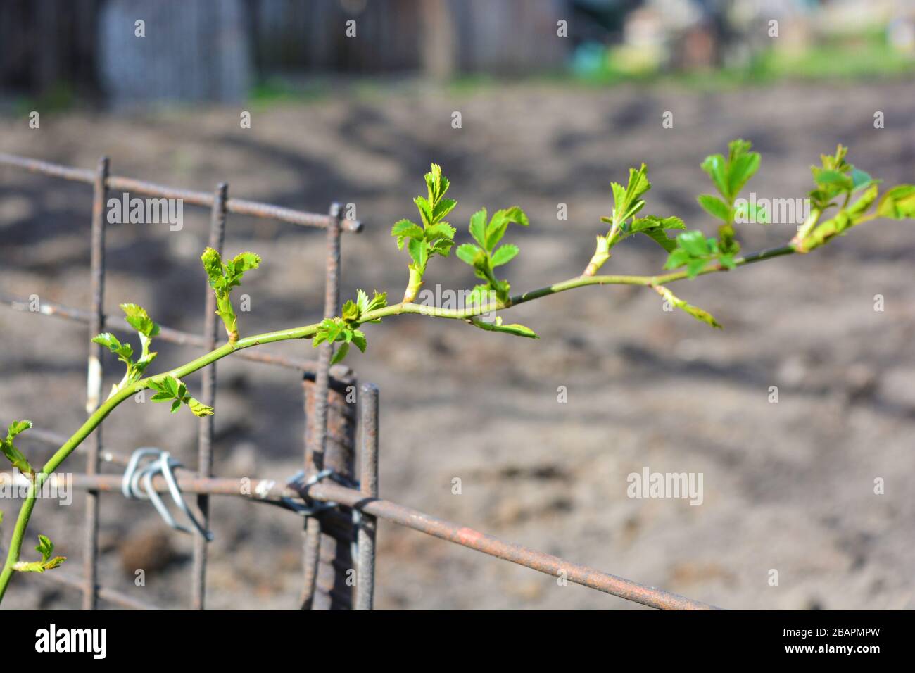 Rose stalk hi-res stock photography and images - Alamy