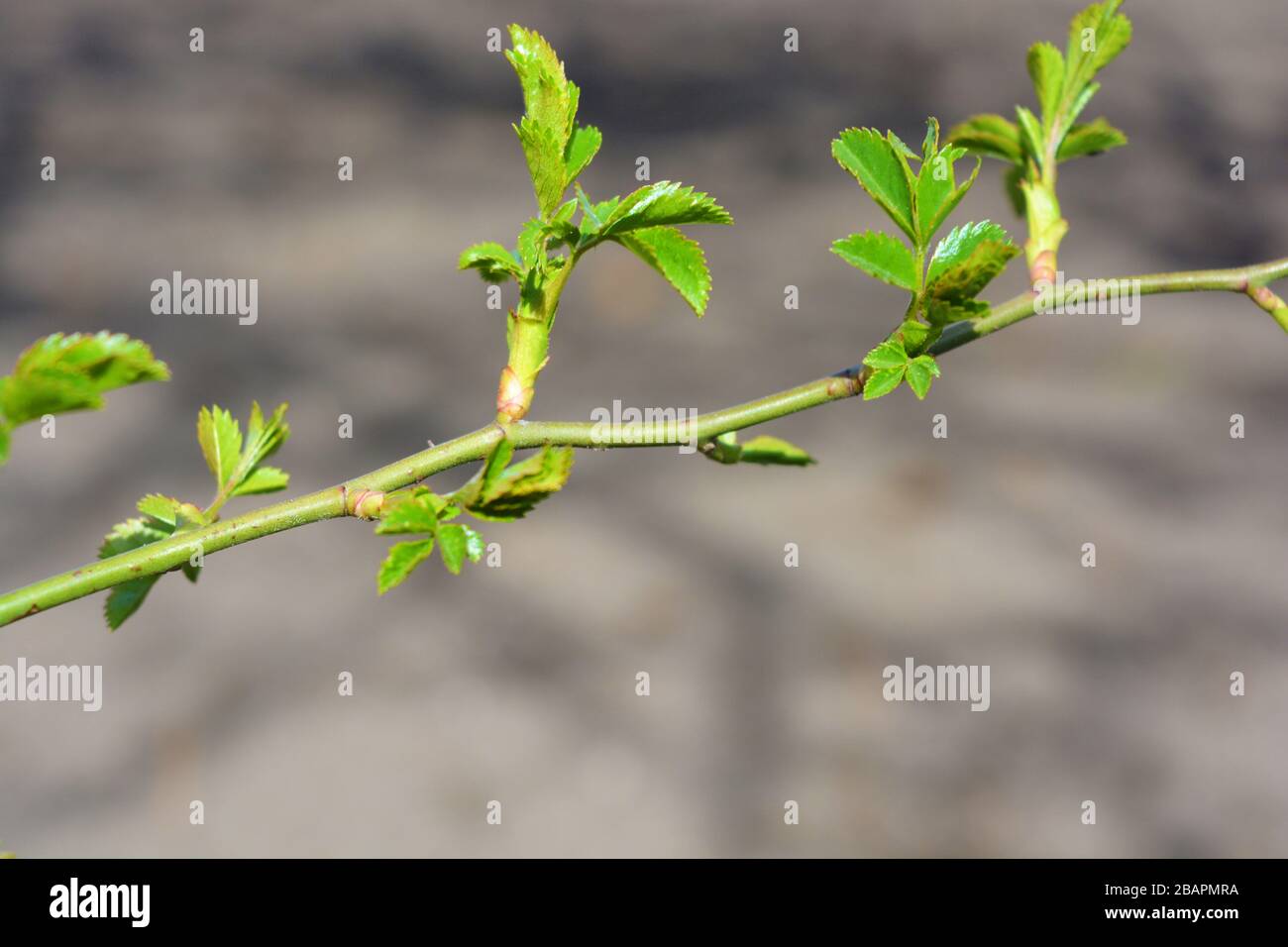 Green branch of a young rose stalk growing on the street in spring ...