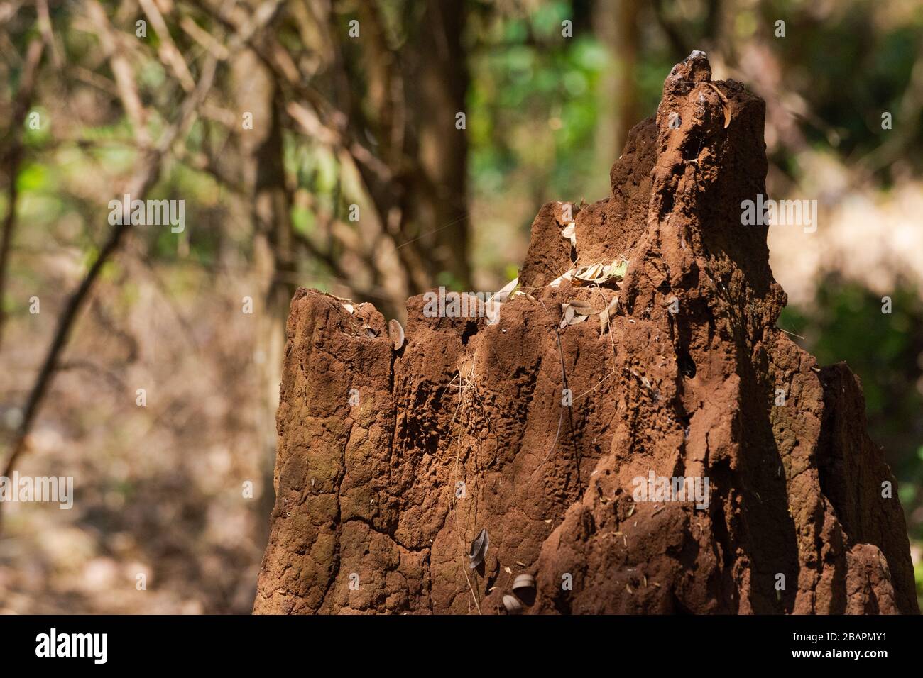 Large termite hill in the middle of the forest with Bushing in the ...