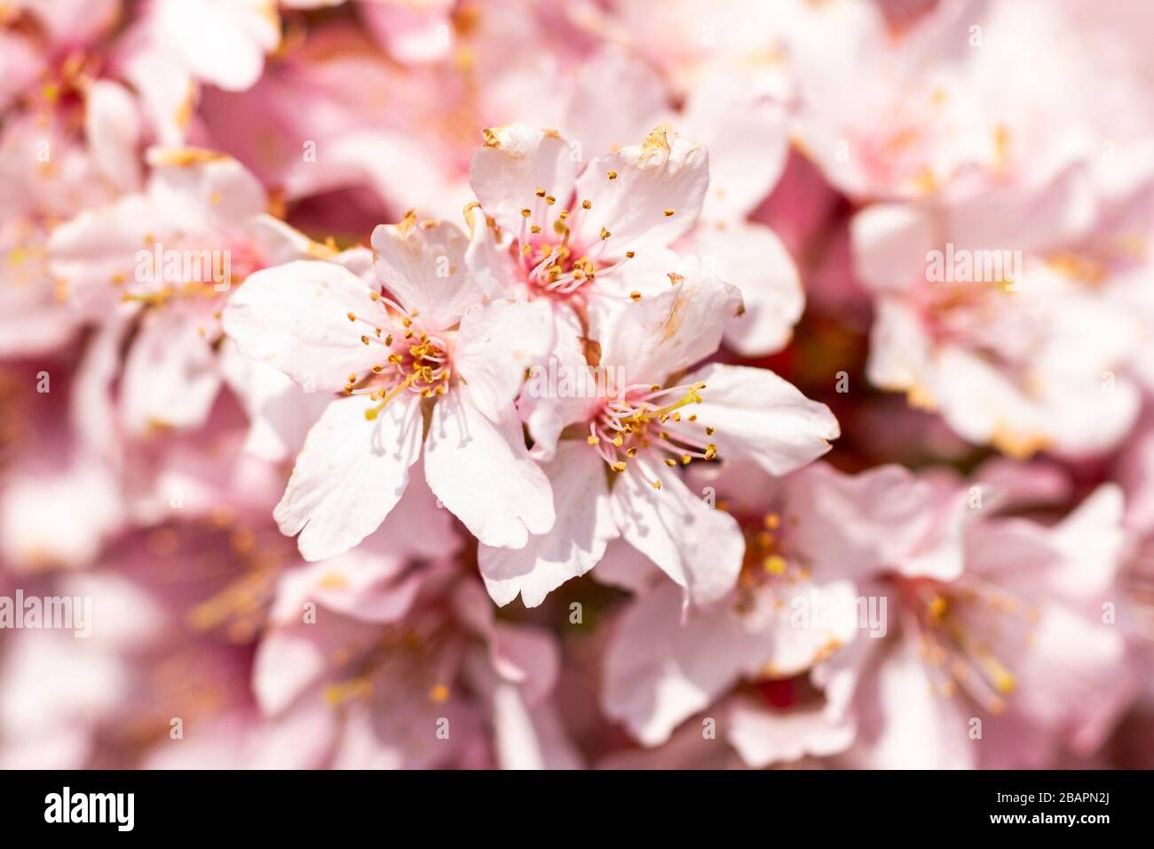 Detail of a red Cherry plum - Prunus cerasifera Stock Photo - Alamy