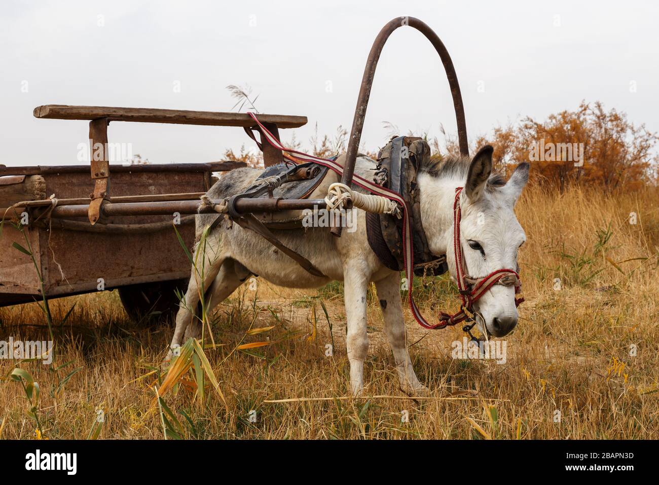 donkey harnessed to an iron cart stands in a meadow and eats grass ...