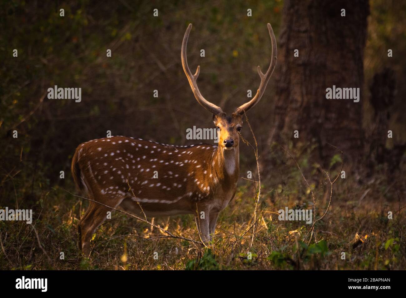 A male spotted Deer looking to the camera with sunlight in the backward ...