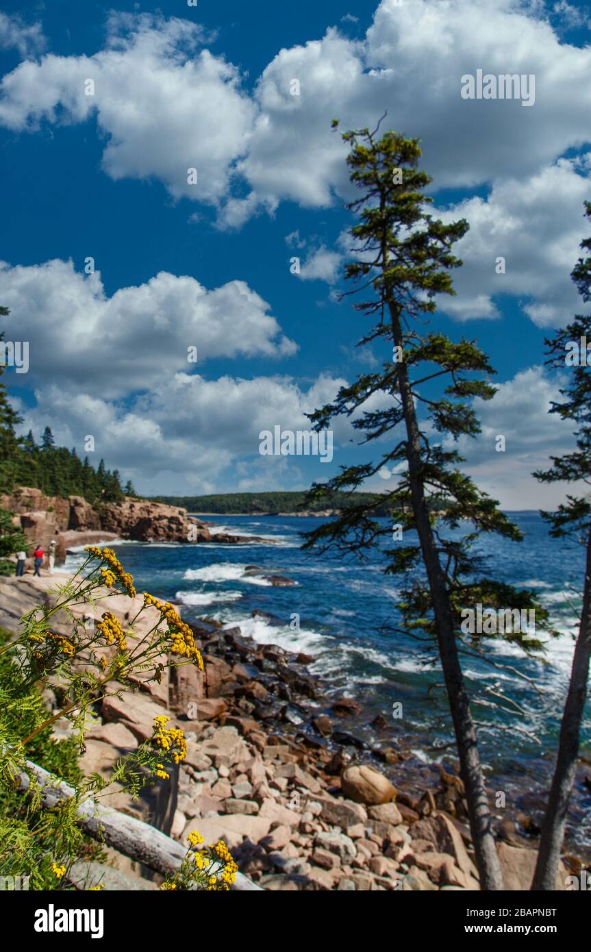 Acadia Coast with Flowers and Pines Stock Photo - Alamy