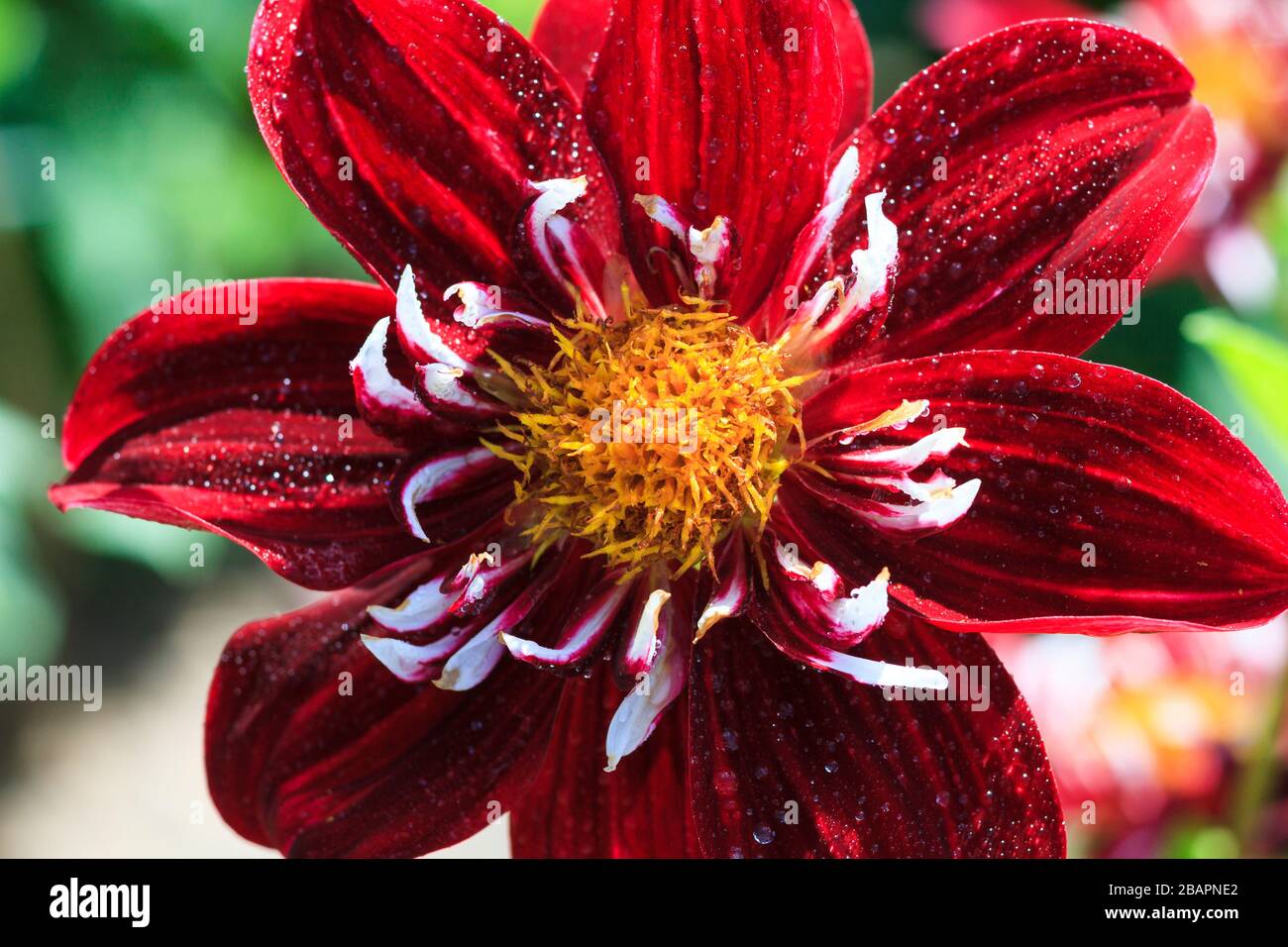 Dahlia magic hi-res stock photography and images - Alamy