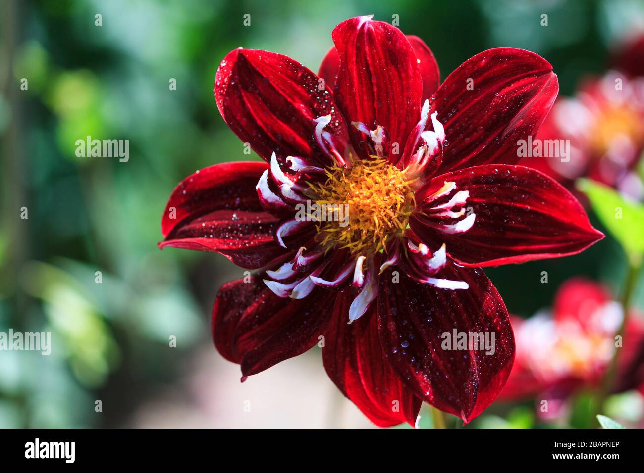 Dahlia magic hi-res stock photography and images - Alamy