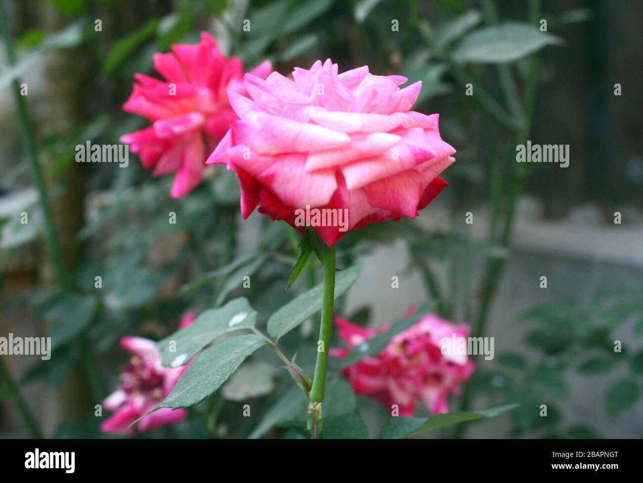 Beautiful blooming red rose flowers in the garden in High Resolution ...