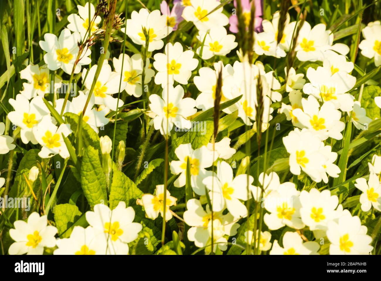 Wild primroses hi-res stock photography and images - Alamy