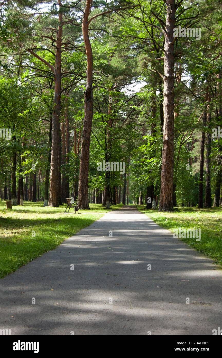 Park in summer. Pinary in sunny day. Path and bench under green pine ...
