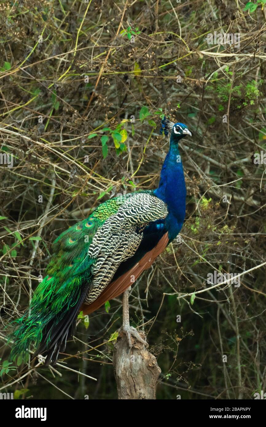 A peacock sitting on top of the tree branch with bushes in the ...