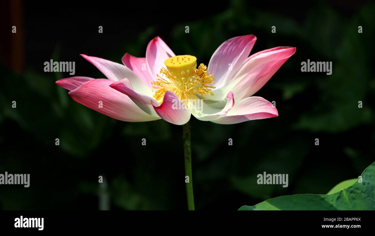 Natural Lotus Flower Blooms in a beautiful garden, exotic round seed ...