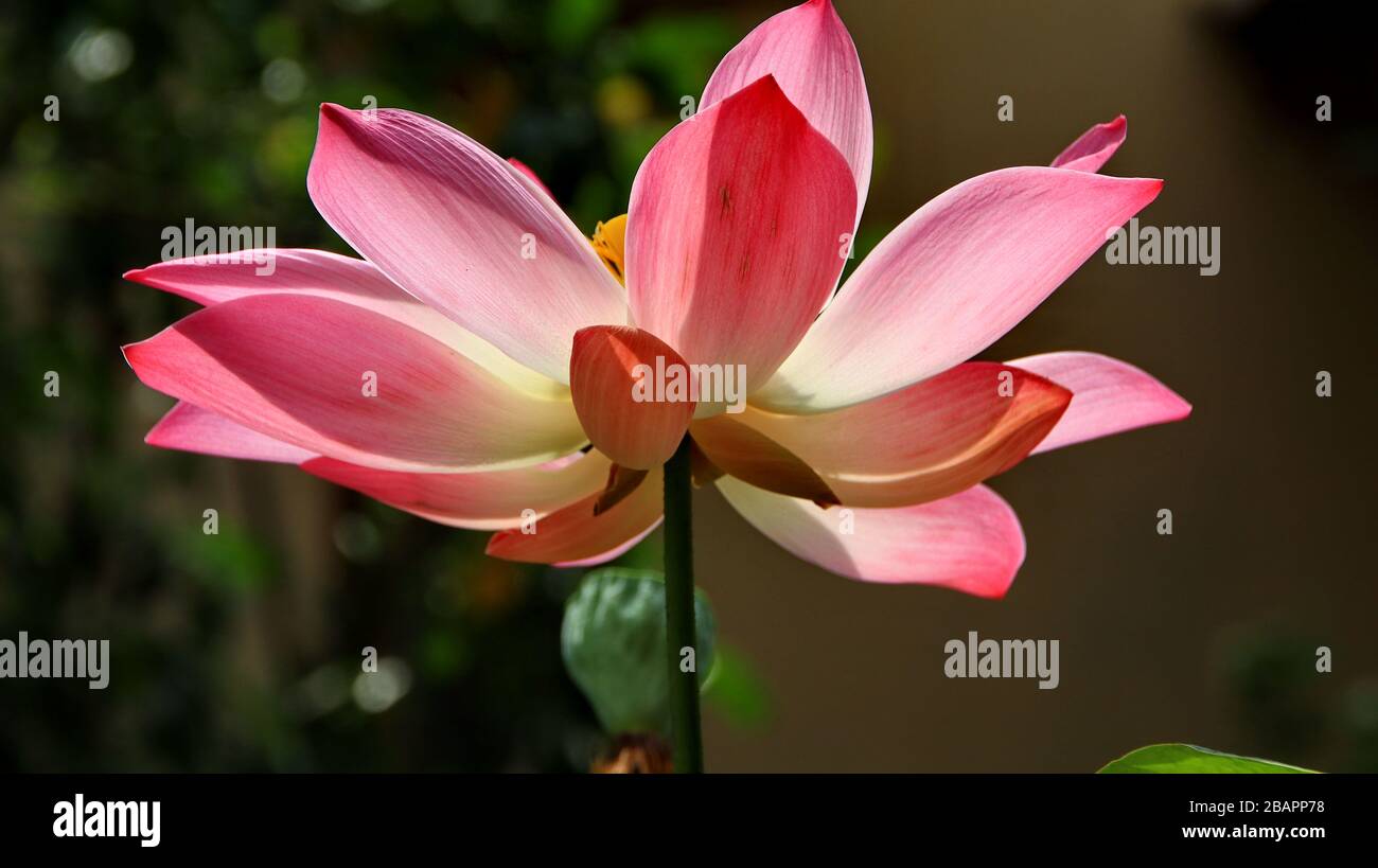 Natural Lotus Flower Blooms in a beautiful garden, exotic round seed ...