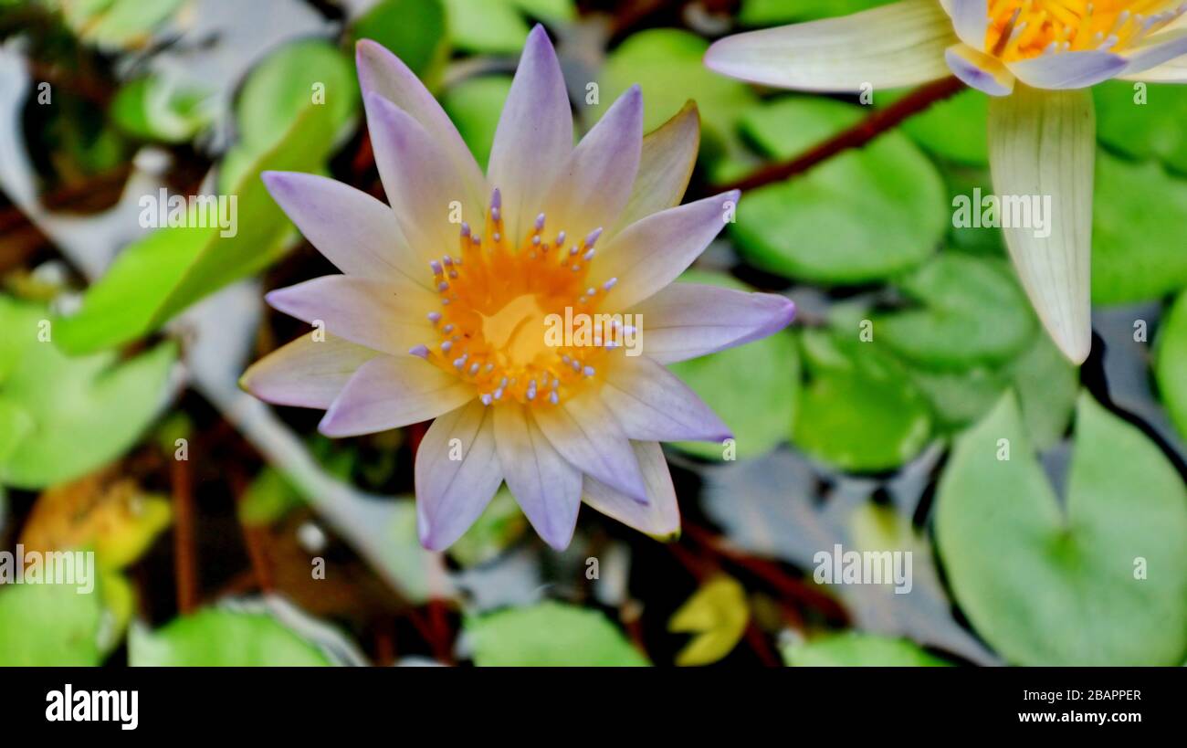 Natural Lotus Flower Blooms in a beautiful garden, exotic round seed ...