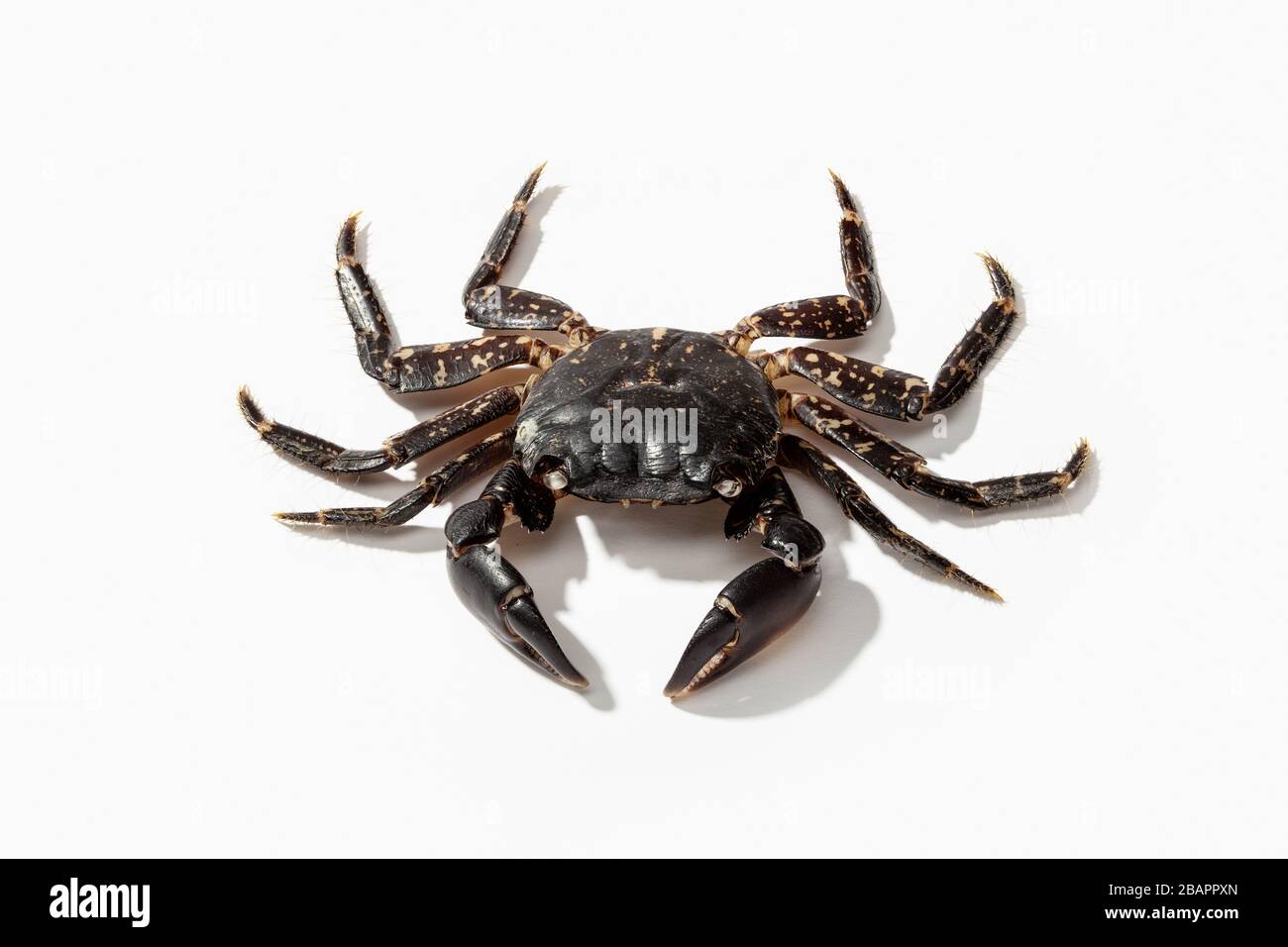 Common shore crab isolated on white background. Carcinus maenas Stock ...