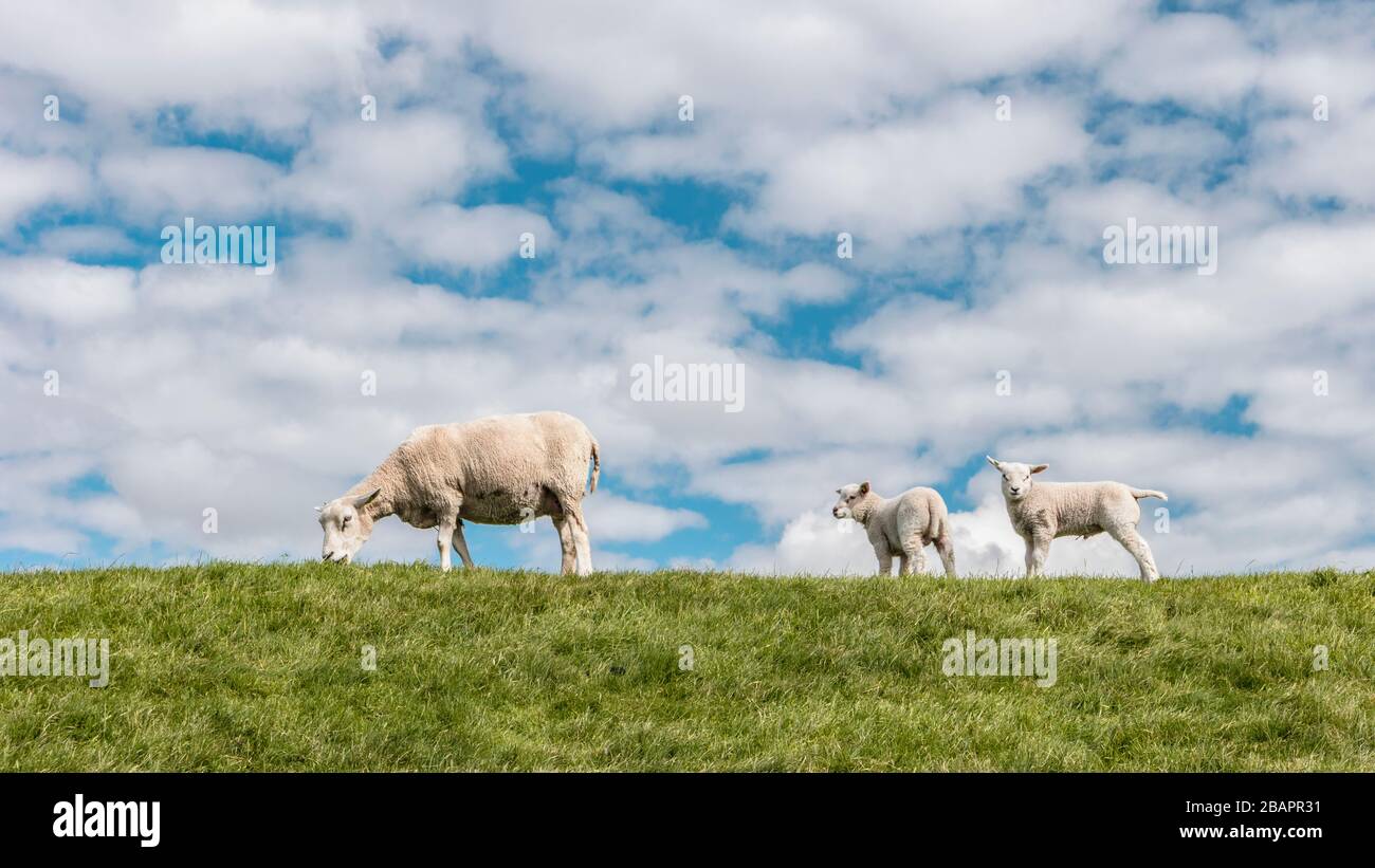 Lambs and Sheep on the dutch dike by the lake IJsselmeer,Spring views ...