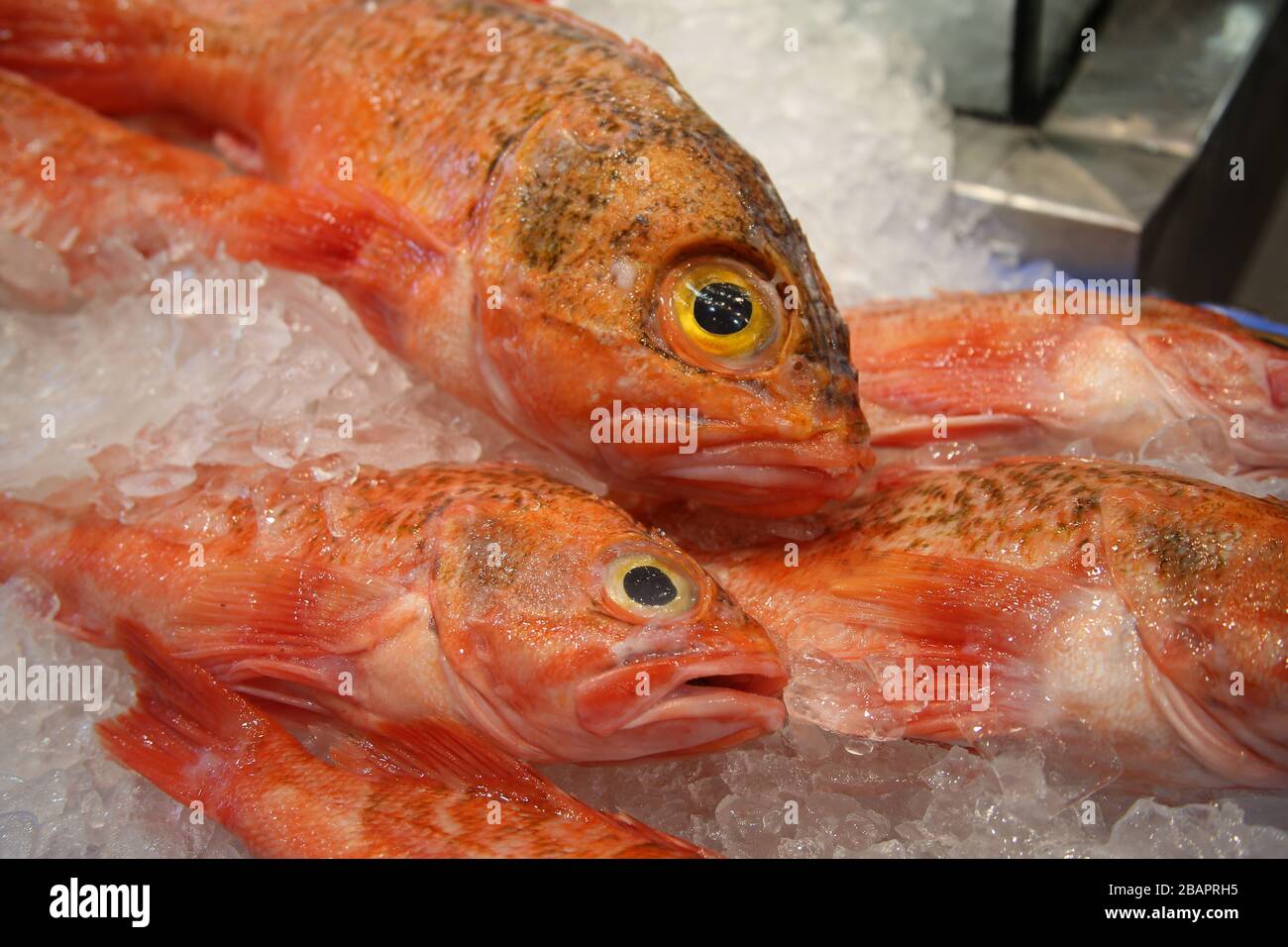 Sydney Fish Market,NSW, Australia Stock Photo - Alamy