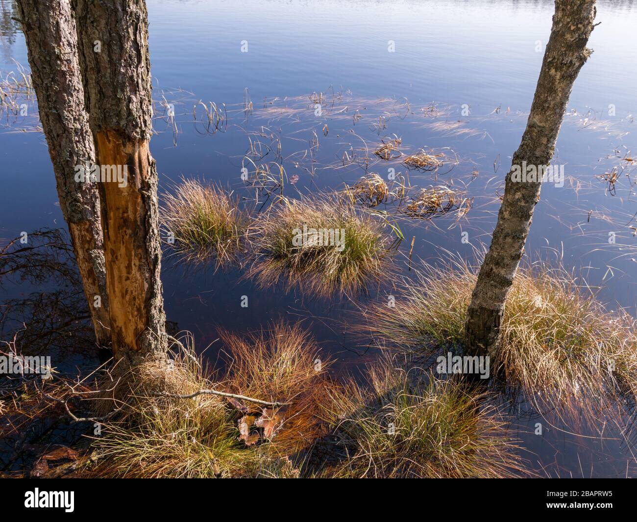 bog landscape with tree trunks in water, flooded lake in spring Stock ...