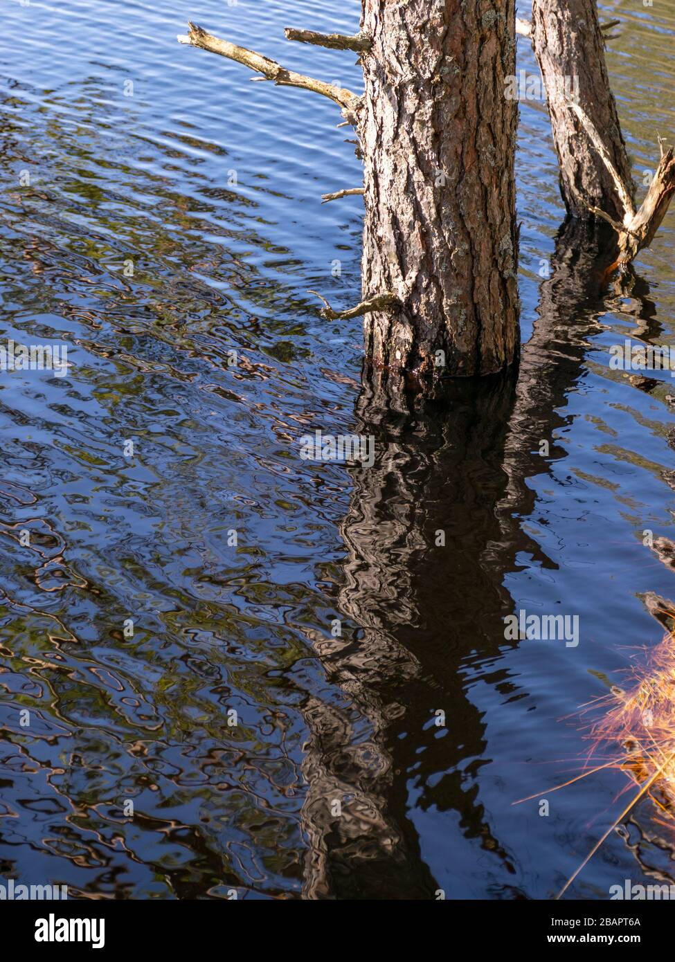bog landscape with tree trunks in water, flooded lake in spring Stock ...