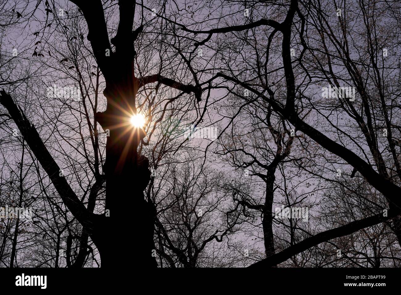 Dark forest against beautiful sunset hi-res stock photography and ...