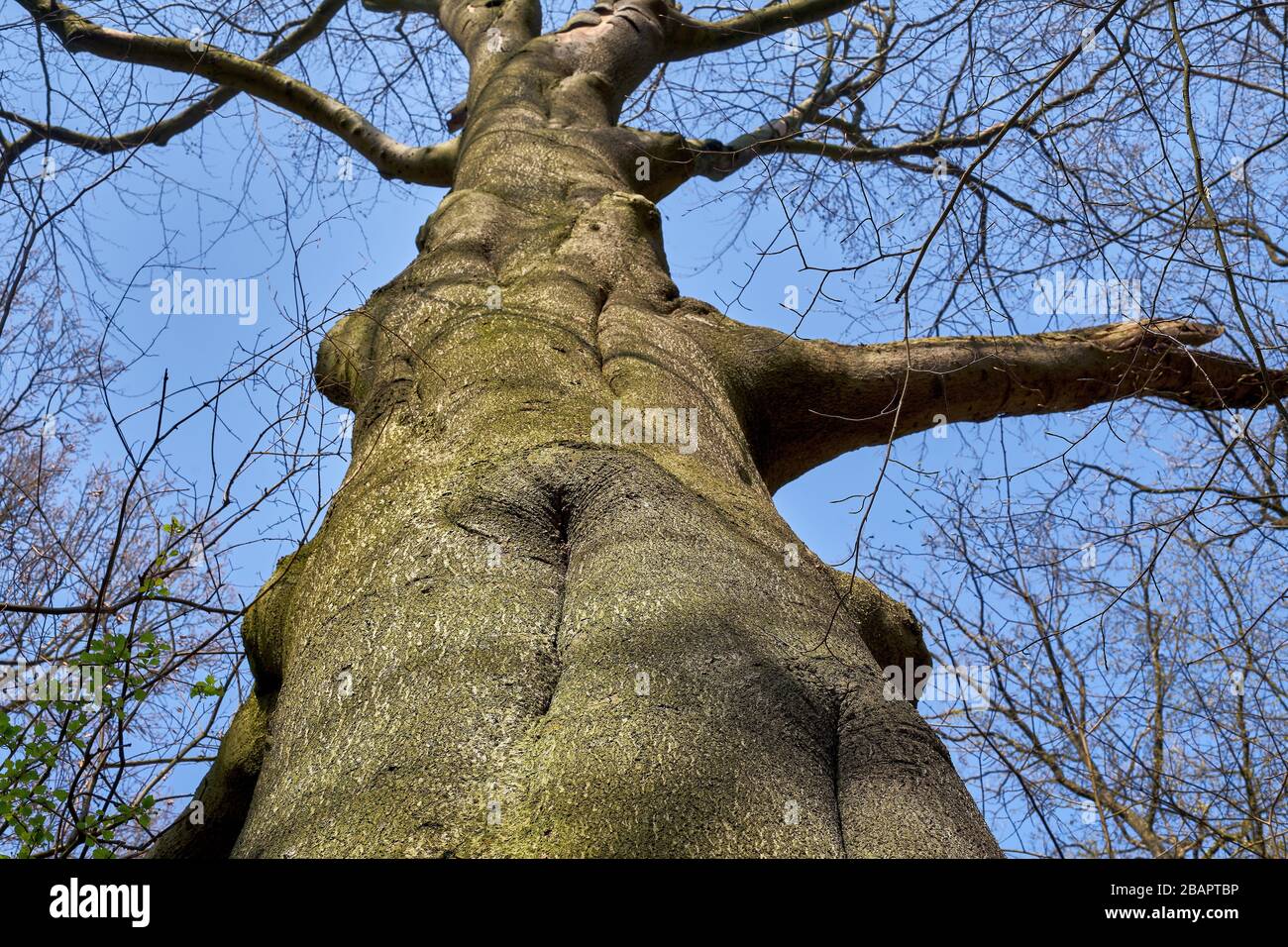 A big old beech with a beautiful tree trunk Stock Photo - Alamy
