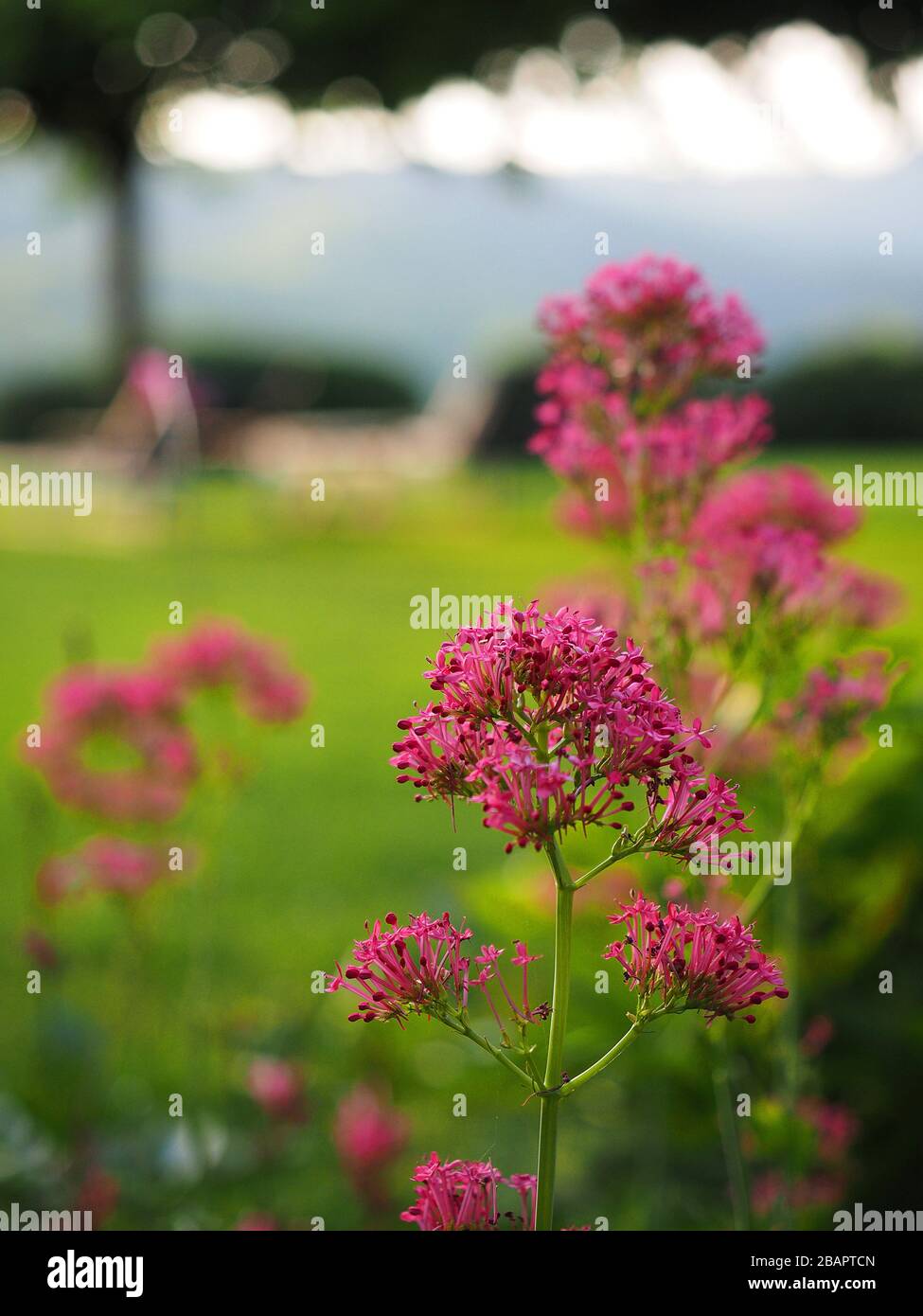 Red valerian flower hi-res stock photography and images - Alamy