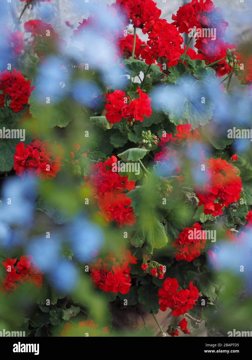 Geranium, Pelargonium, flower, Umbria, Italy, Europe Stock Photo - Alamy
