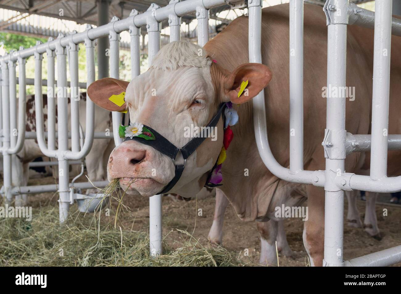 Cow chewing hay in the barn. Agriculture Stock Photo - Alamy
