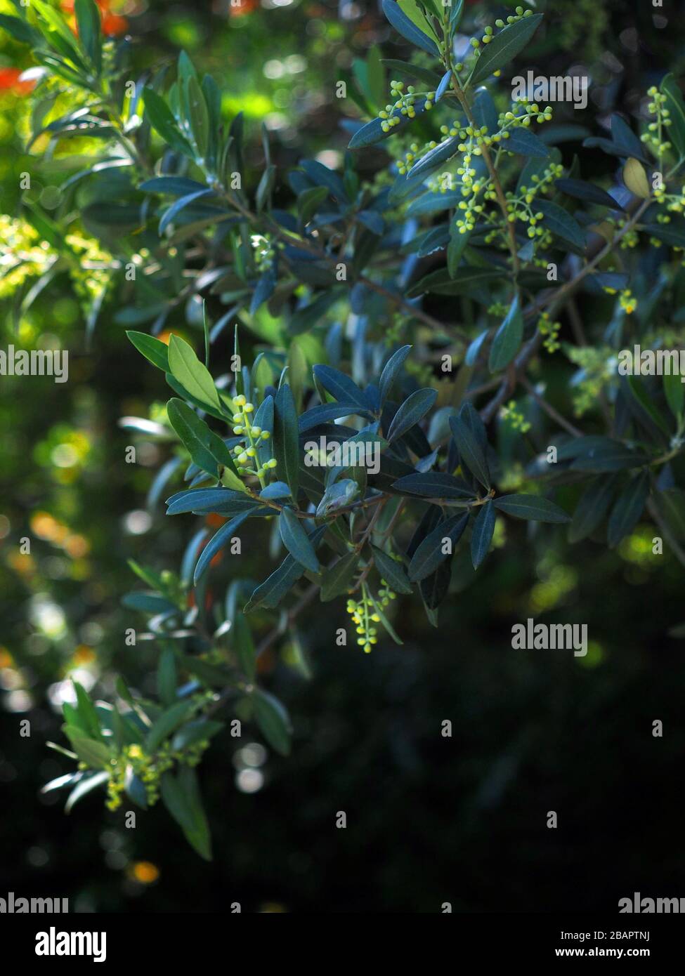 Olive tree in bloom hi-res stock photography and images - Alamy
