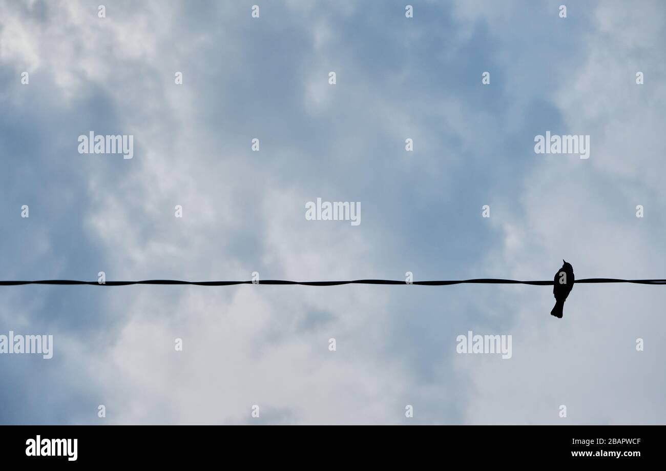 Swallow on electric cable hi-res stock photography and images - Alamy