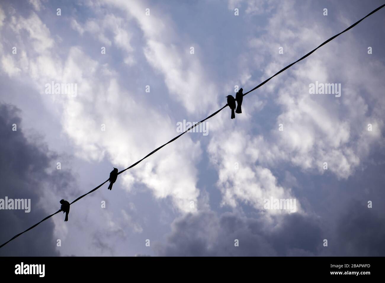 Pigeon sitting on power line hi-res stock photography and images - Alamy