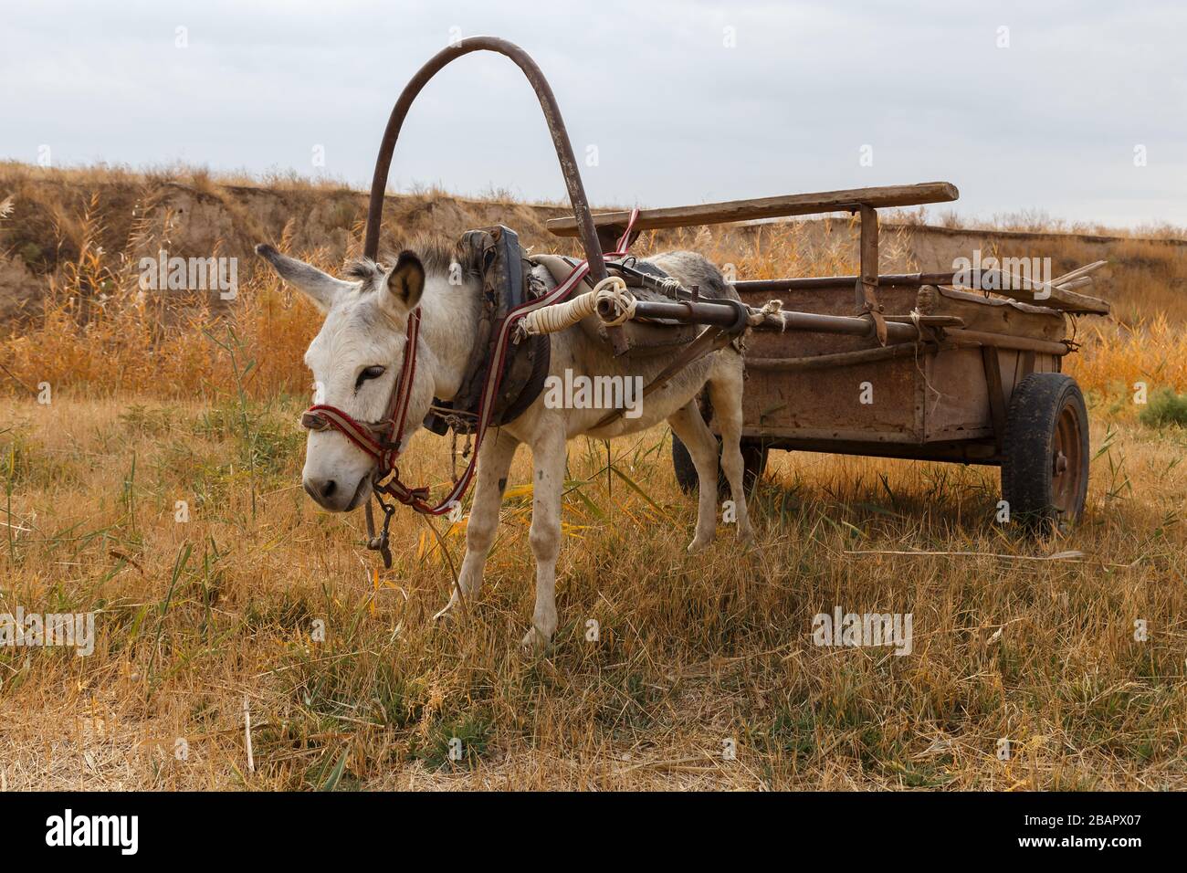 Donkey Carriage High Resolution Stock Photography and Images - Alamy