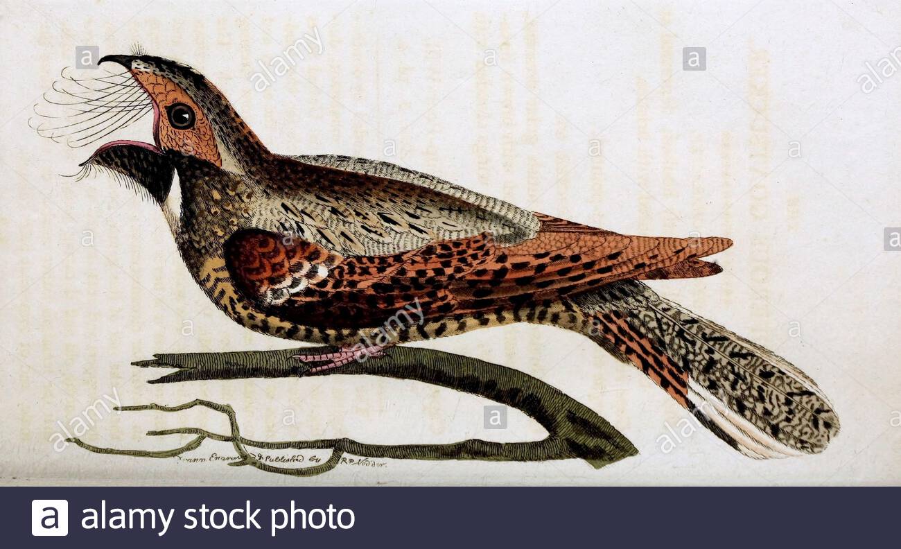 Common Nightjar (Caprimulgus europaeus), vintage illustration published ...