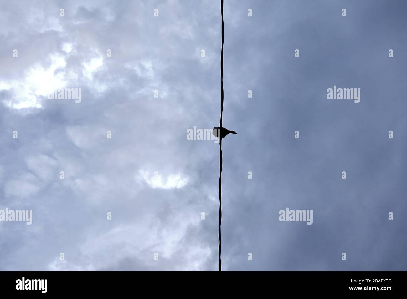 Pigeon sitting on power line hi-res stock photography and images - Alamy