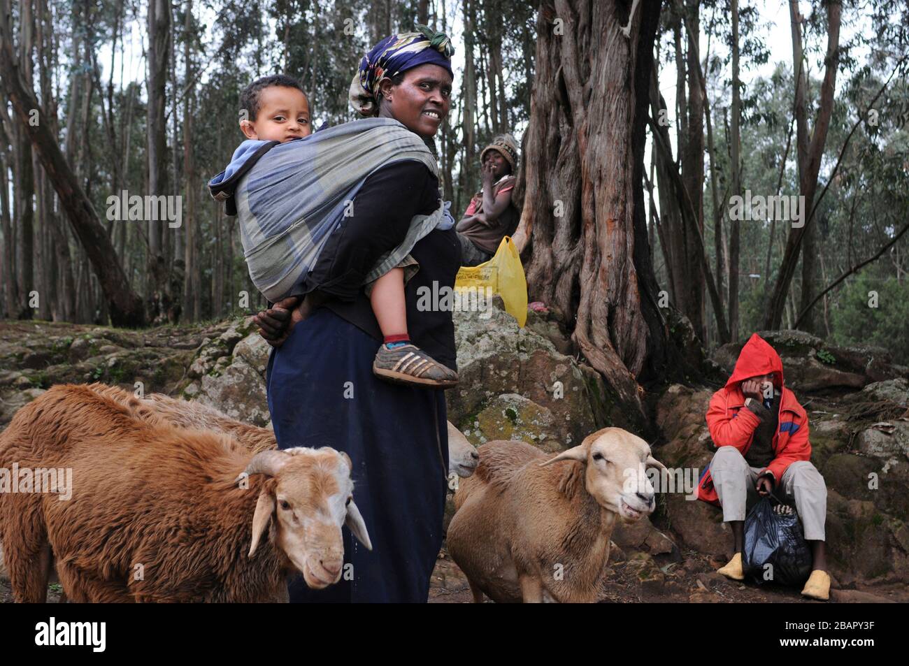 Mount Entoto Eucalyptus Forest above Addis Ababa, Ethiopia. The sacred ...