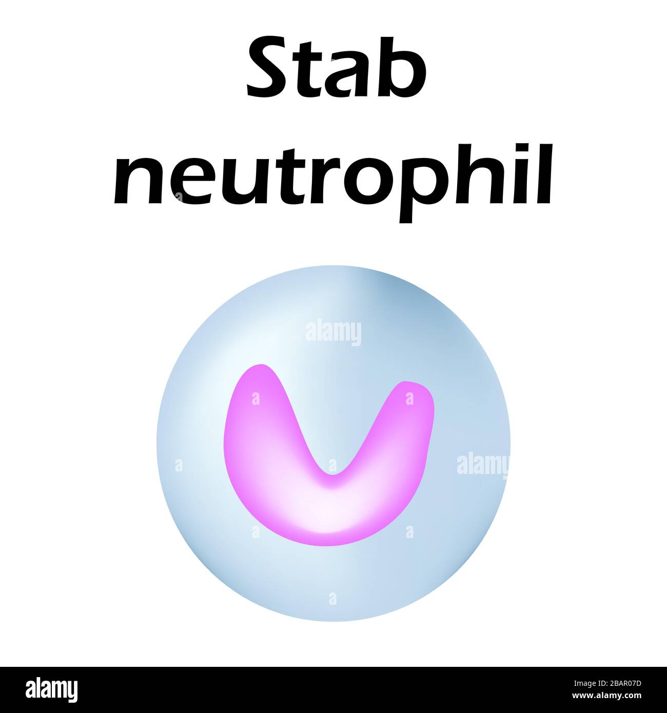 Neutrophils structure. Blood cell neutrophils. White blood cells ...