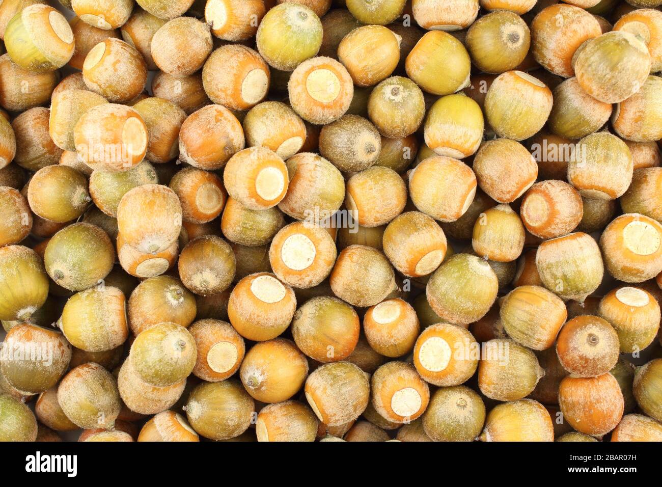 acorns of the northern red oak (Quercus rubra) as autumn background ...