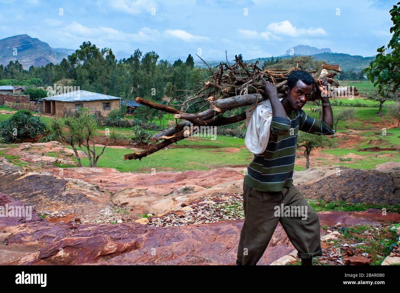 Firewood sale in the public market in the town of Hawzen, Tigray Region ...