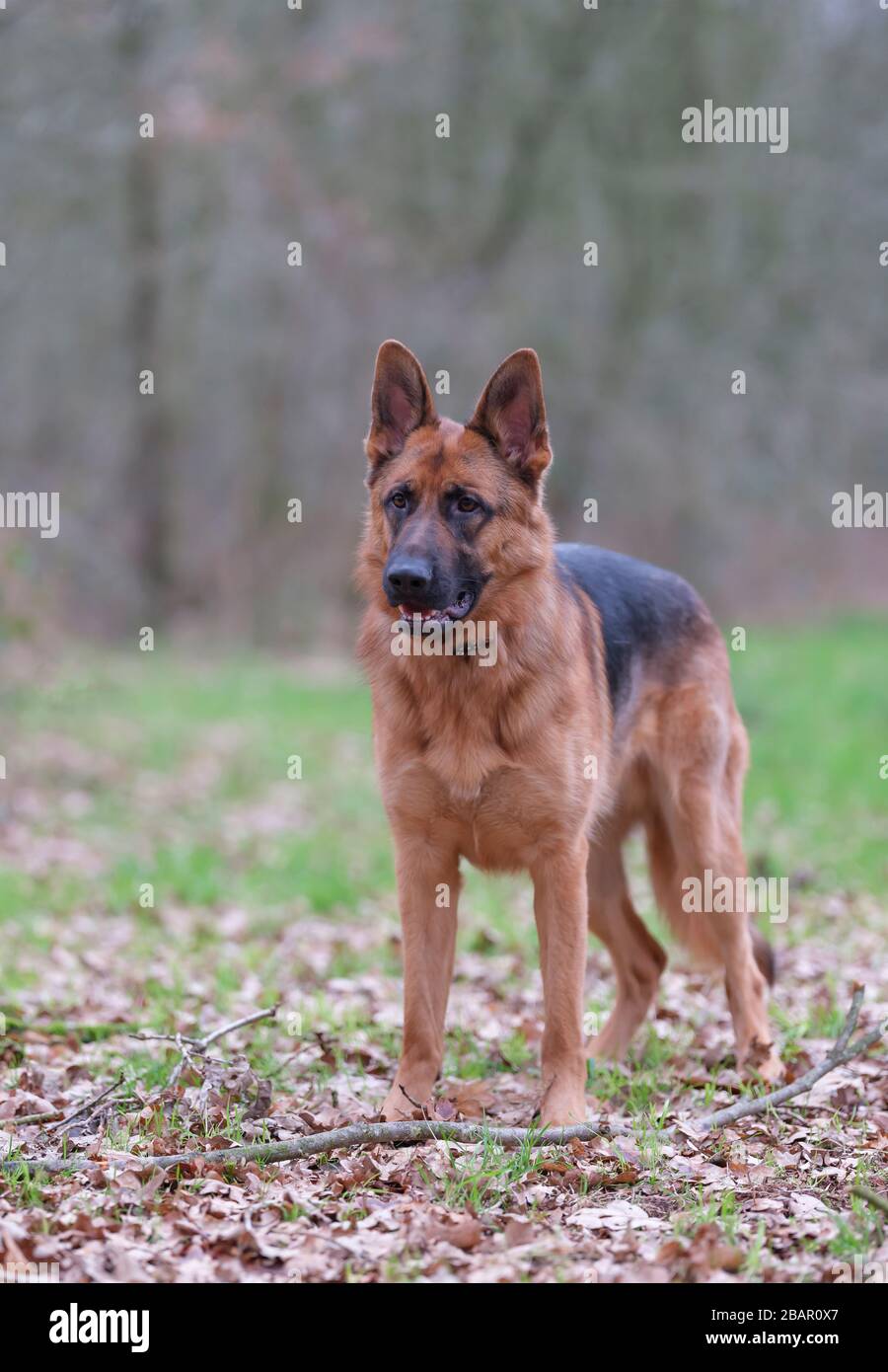 Portrait of a German Shepherd, 3 years old, standing in full body, in ...