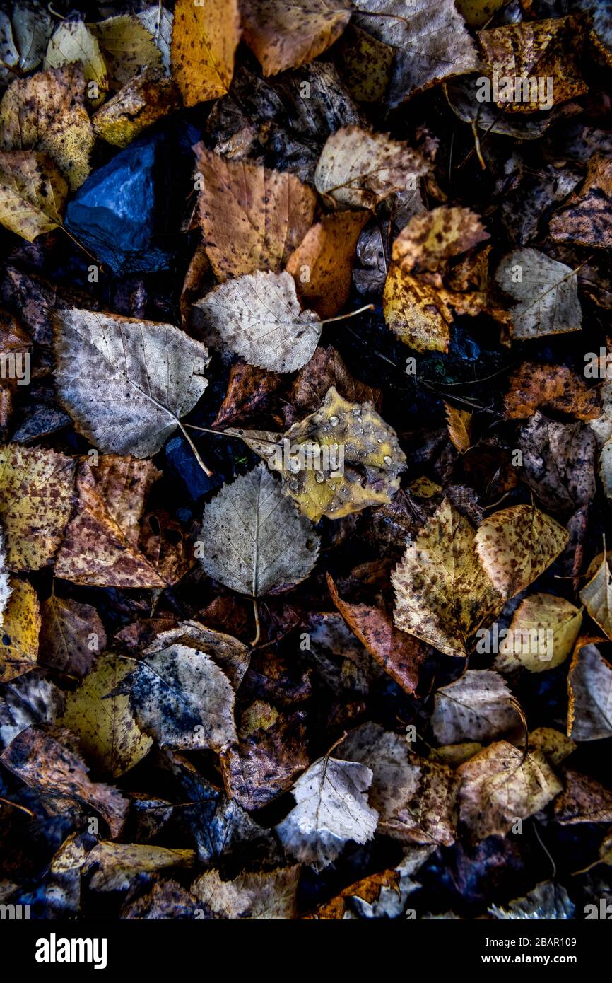 Leaves on the ground texture Stock Photo - Alamy
