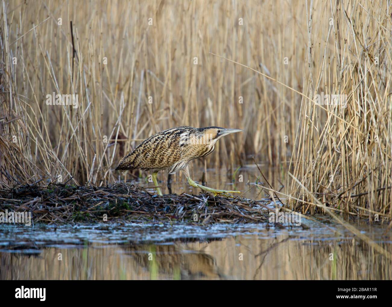 Bittern Stalking In Reed Bed High Resolution Stock Photography and ...