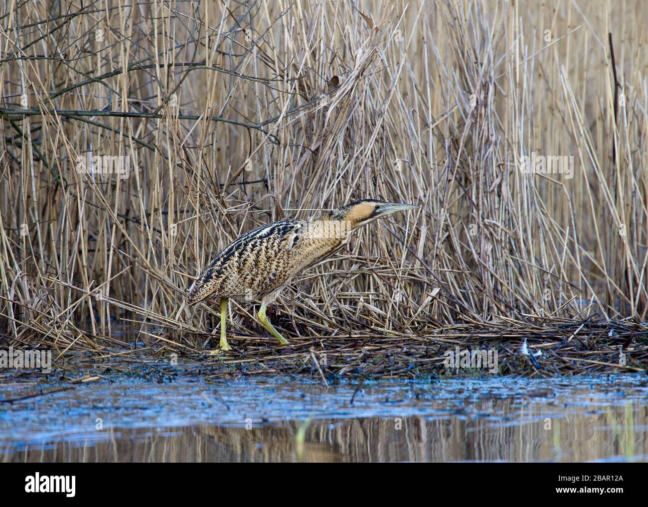 Bittern Stalking In Reed Bed High Resolution Stock Photography and ...