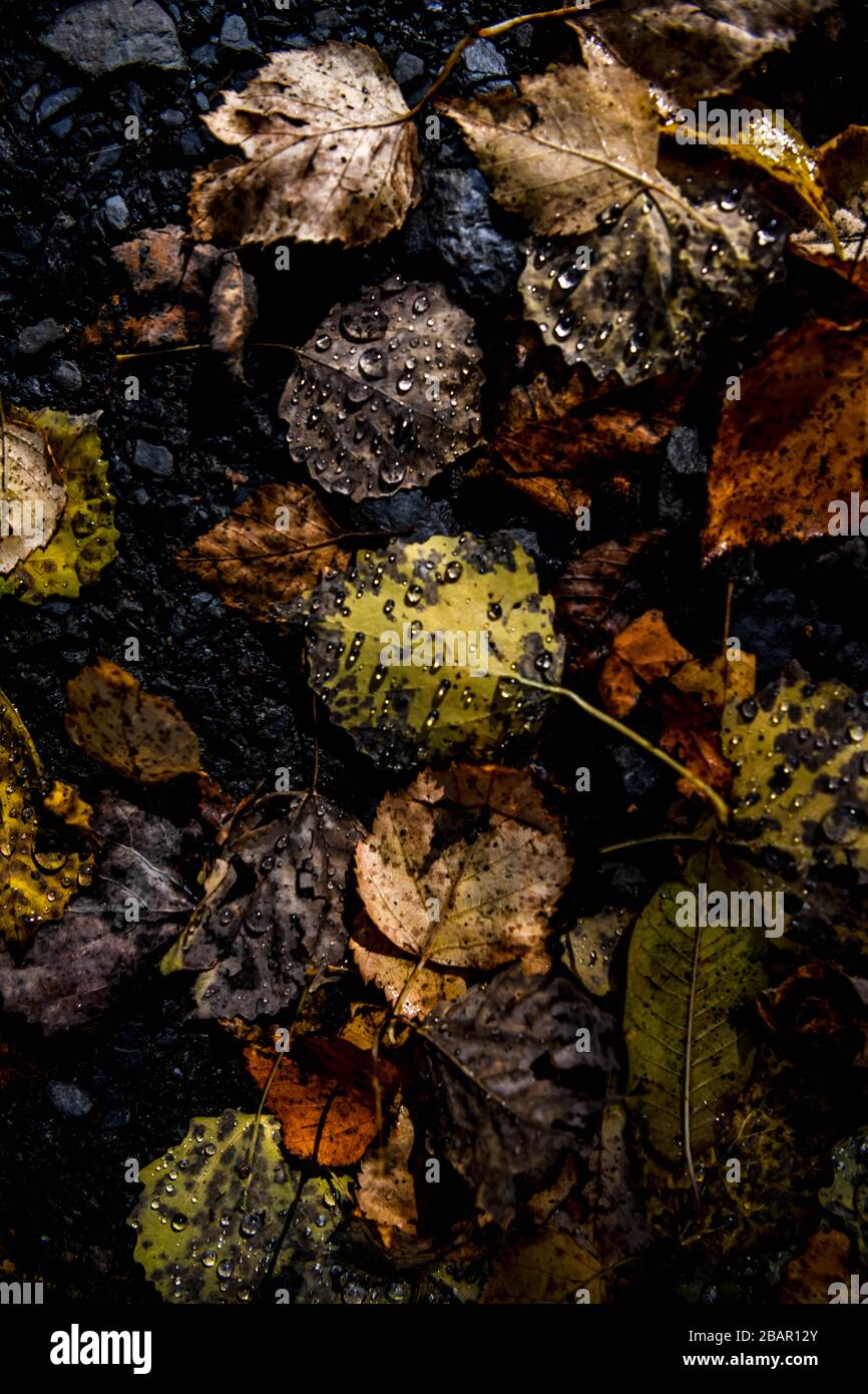 Leaves on the ground texture Stock Photo - Alamy