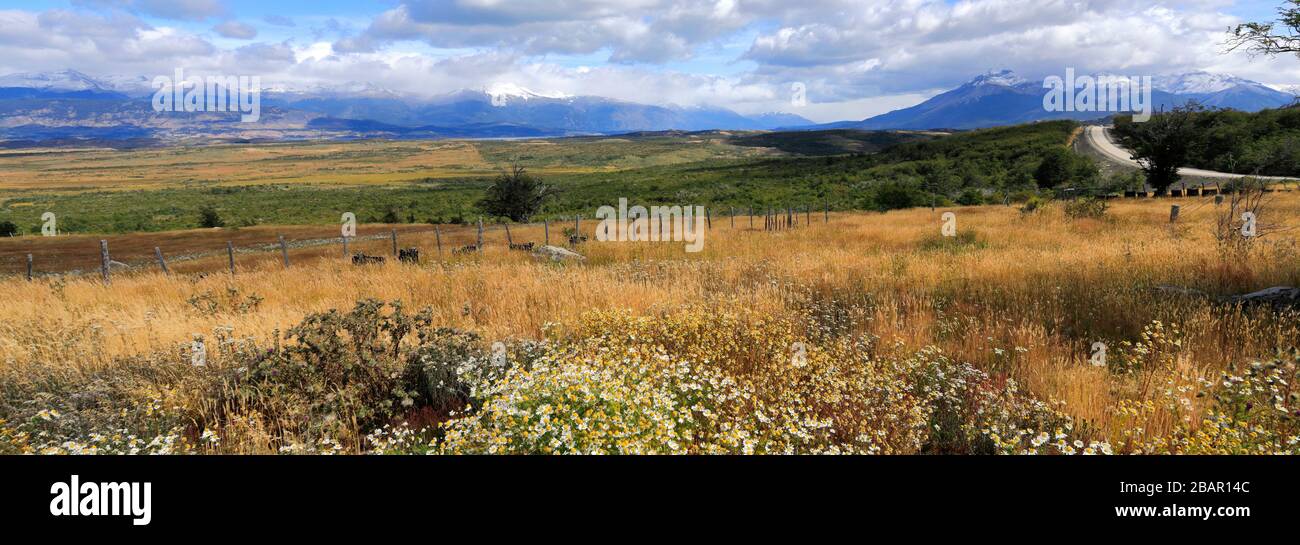 Wild flower meadow in Torres de Paine national park, Patagonia Steppe ...